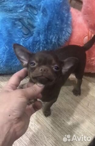 Чихуахуа шокоЛадка mini мини