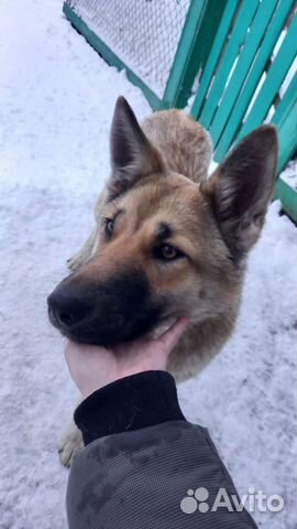 Собаки бесплатно в добрые руки