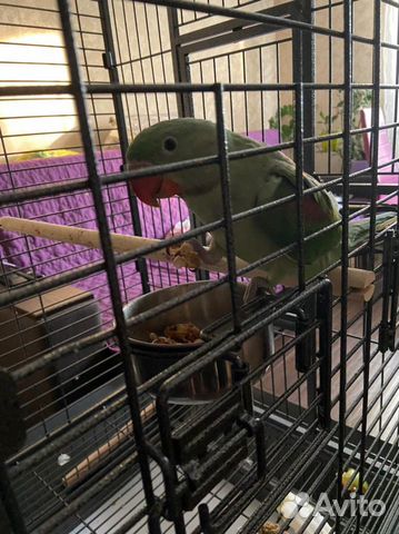 Ручной говорящий попугай