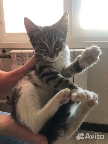 Котёнок ищет дом,ручной