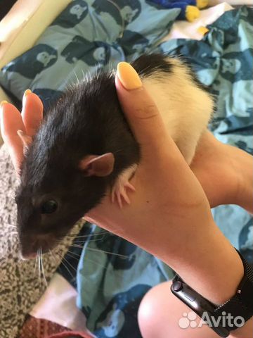 Крыса Дамбо с клеткой