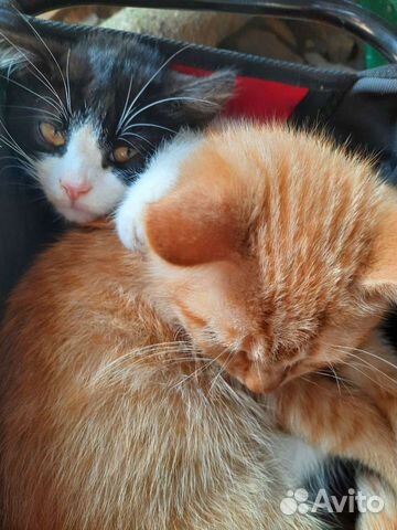 Котята в добрые руки бесплатно