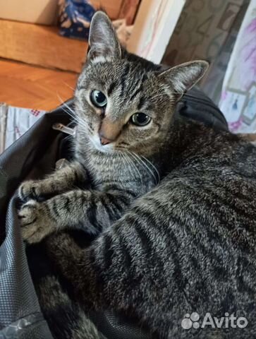 Кошка