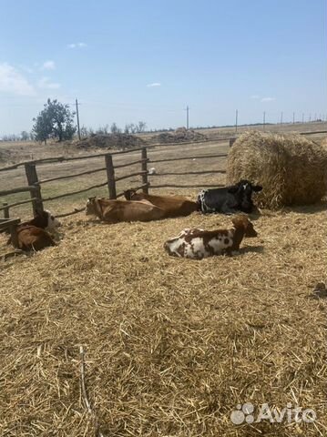 Молодый Тёлочки