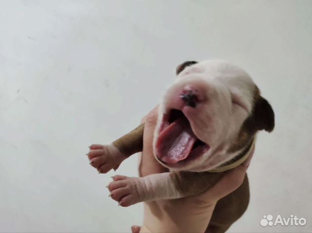 Кобель аст для бронирования