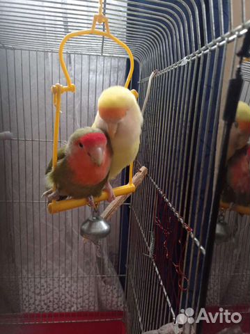Попугай неразлучники пара