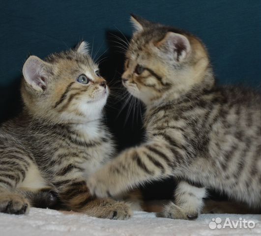 Тигры британские