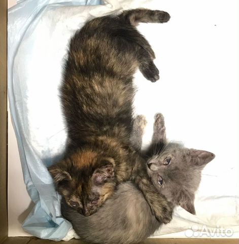 Котята в добрые руки