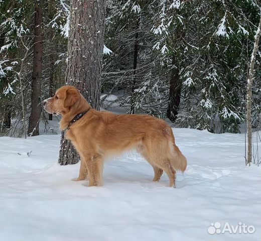 Вязка голден ретривер