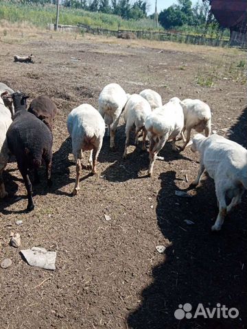Овцы бараны ягнята