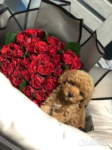 Крошечный пупсик мальтпу ред браун китай