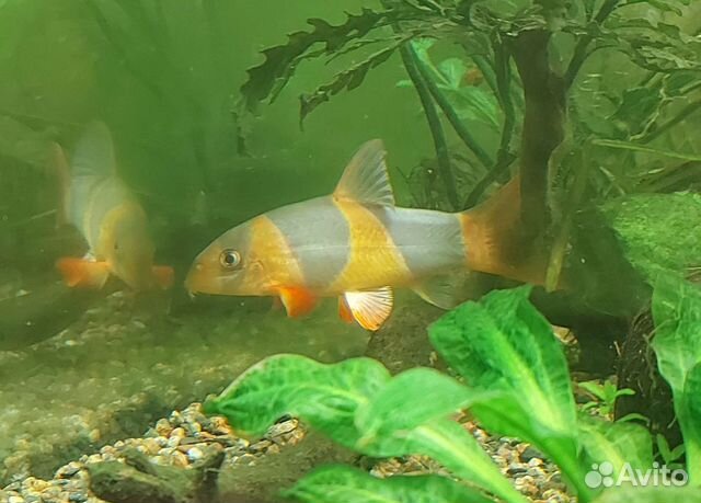 Боции клоуны 3 шт