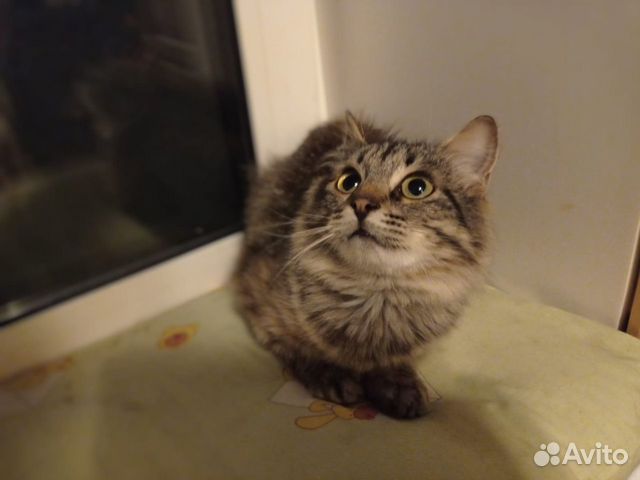 Карликовая кошечка