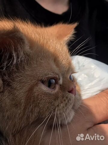 Экзотический котёнок