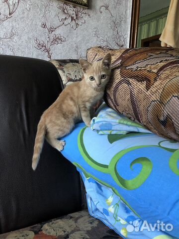 Персиковый котенок