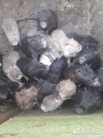 Нутрии (самцы)