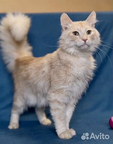 Самый лучший котик ищет дом