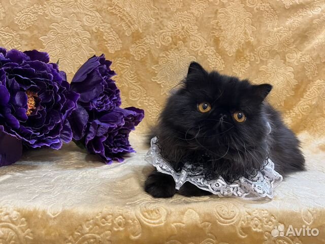 Персидская