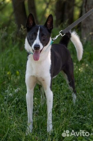 Бася размером с левретку в дар