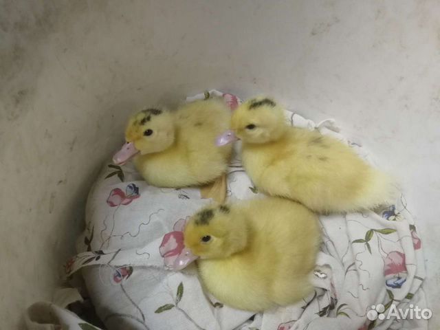 Утята муларды суточные