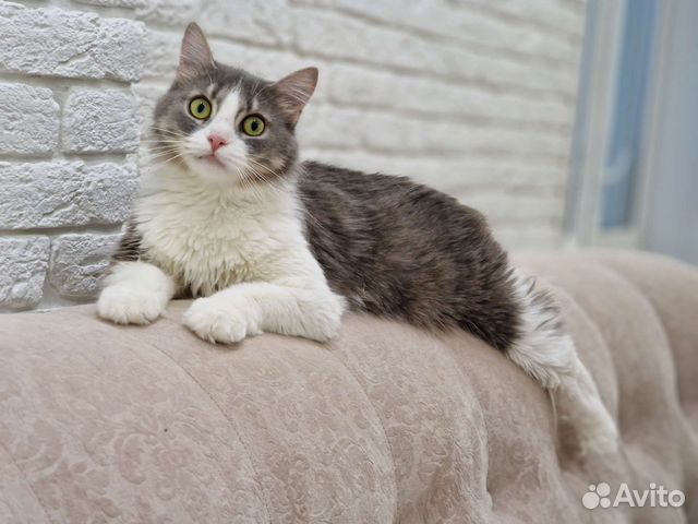 Кошка Фрэя шикарная красотка в добрую семью