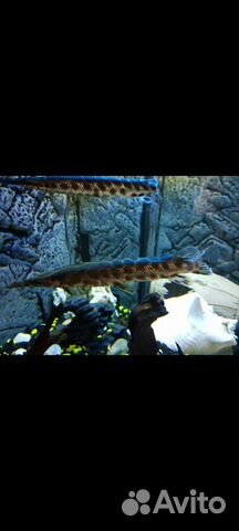 Панцирная щука