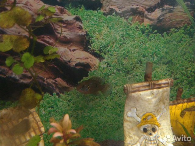 Хромисы готовая пара