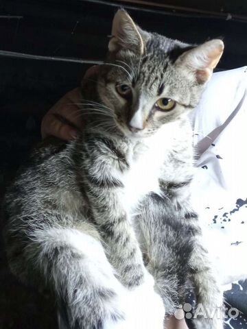 Серенькому мурлыке нужен дом