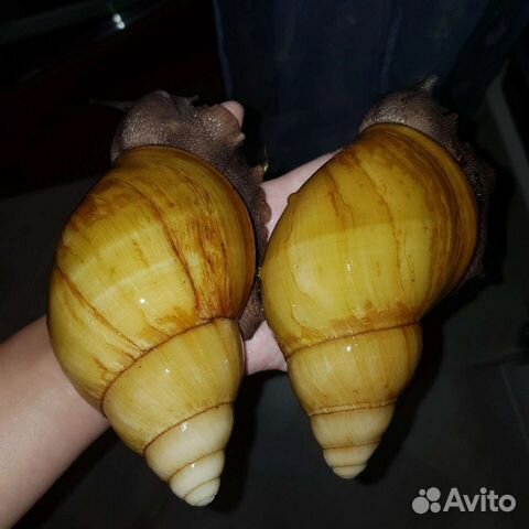 Улитки архахатины