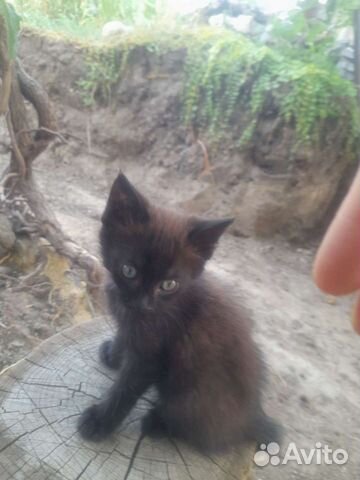 Котик в дар