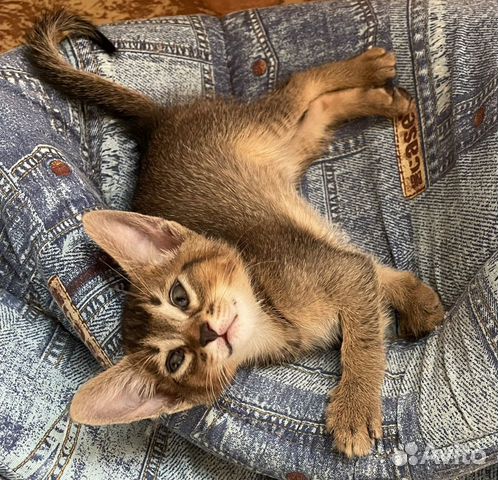 Абиссинская