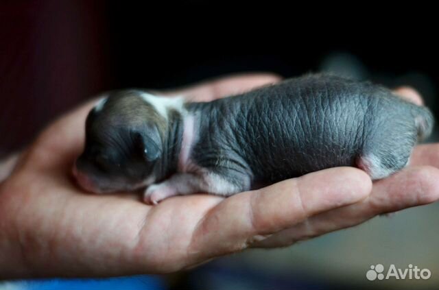 Расписные щенки китайской хохлатой