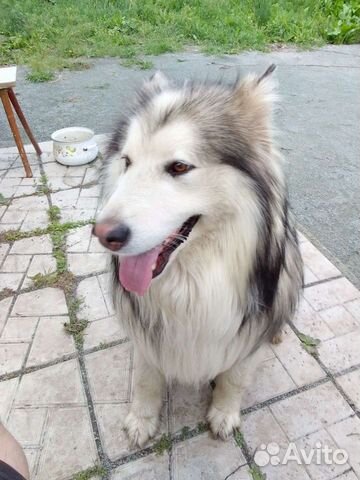 Аляскинский маламут вязка