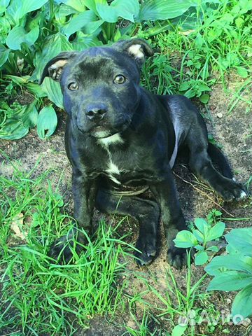 Английский стаффордширский бультерьер щенок сука