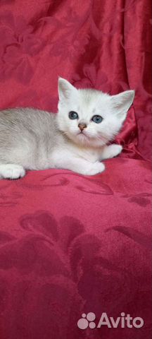 Серебро тикированое и мрамор