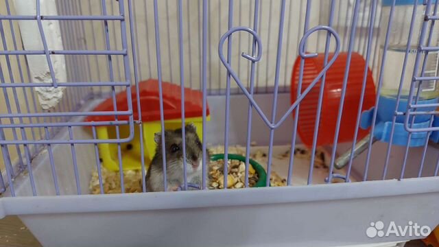 Джунгарский хомяк в дар