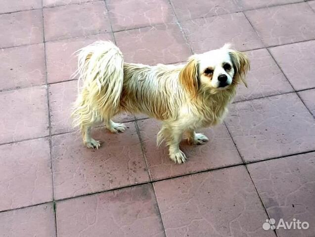 Мелкая собачка Нелли ищет лучшую семью