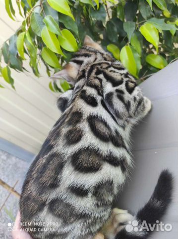 Бенгальские котята