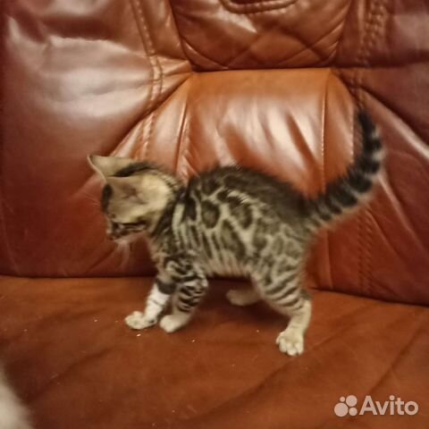 Бенгальские мальчики