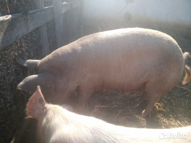 Свиноматки