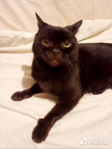 Кошка Снежинка ищет дом