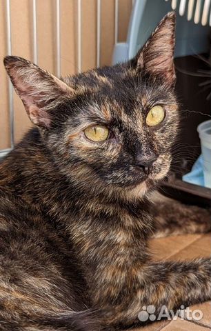 Кошка Бэтти в добрые руки