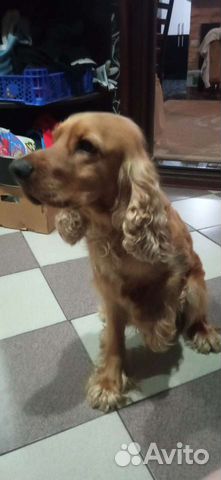 Кокер спаниель вязка