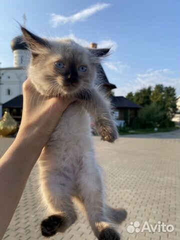 Тайская малышка девочка ищет маму с папой