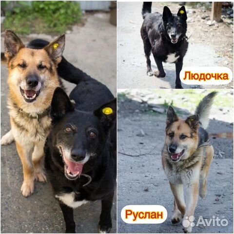 Двое - Руслан и Людмила в поисках дома. Собаки