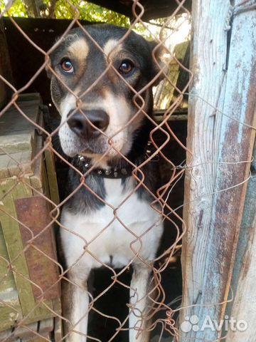 Собака в добрые руки. Алабай помесь с овчаркой