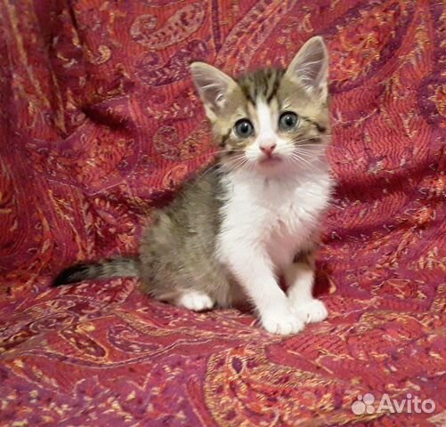 Котята «Крошка с Ладошку» в дар в добрые руки