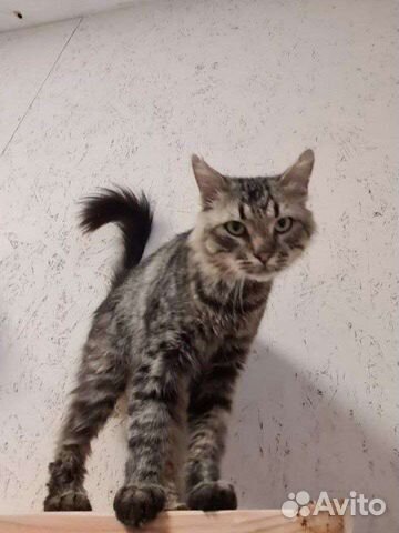 Котик оттуда