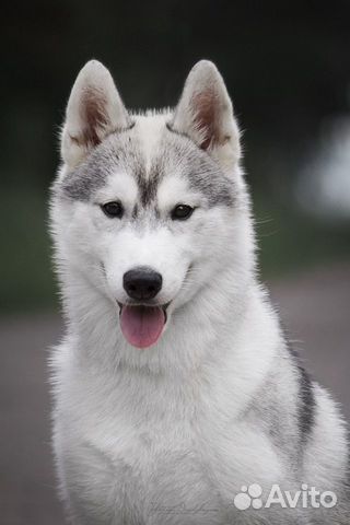 Щенки хаски