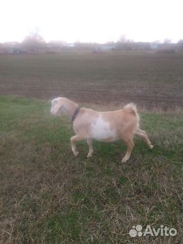 Козел на случку